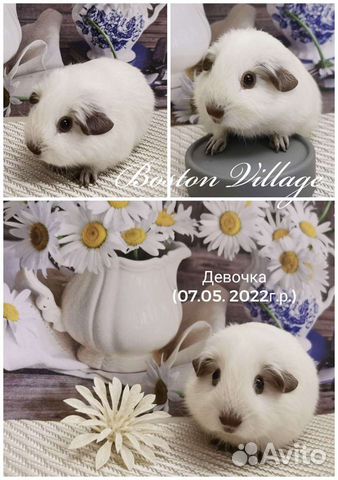 Морская свинка девочка