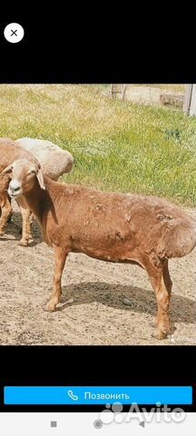 Ягнята зимние молочка