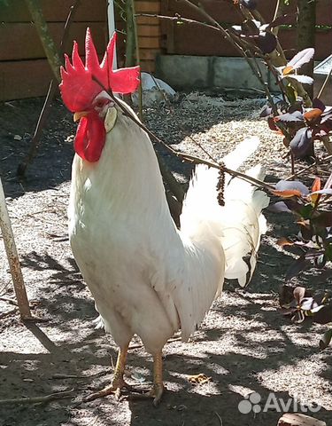 Петух Леггорн белый годовалый