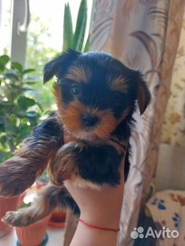 Йоркширский терьер