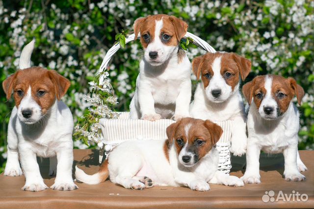 Щенки Джек Рассел терьер
