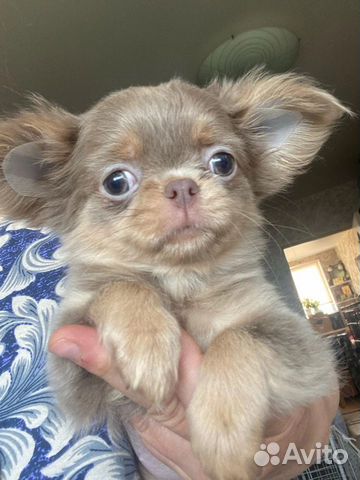 Чудные детки чихуахуа