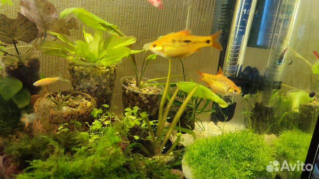 Барбус Шуберта