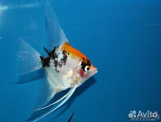 Скалярия Кои