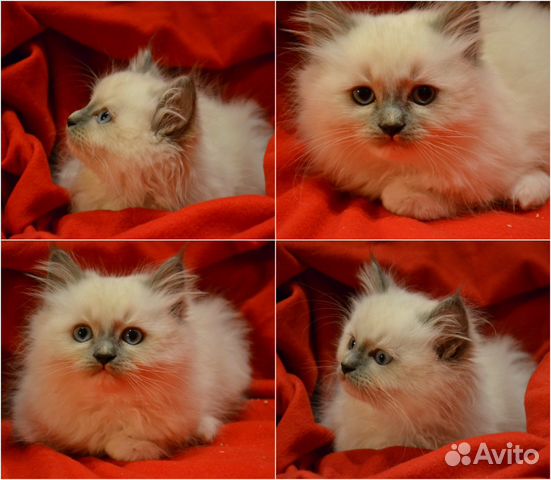 Котята рэгдолл-тряпичная кукла