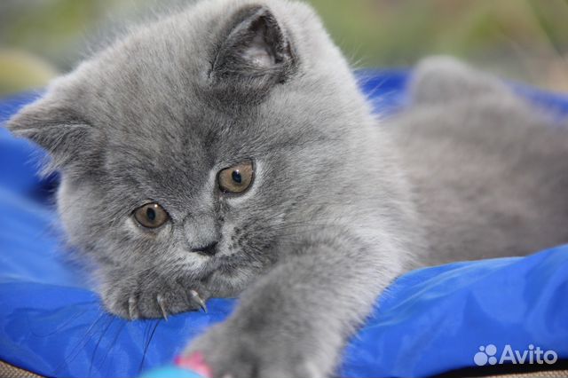 Голубой и лиловый котики
