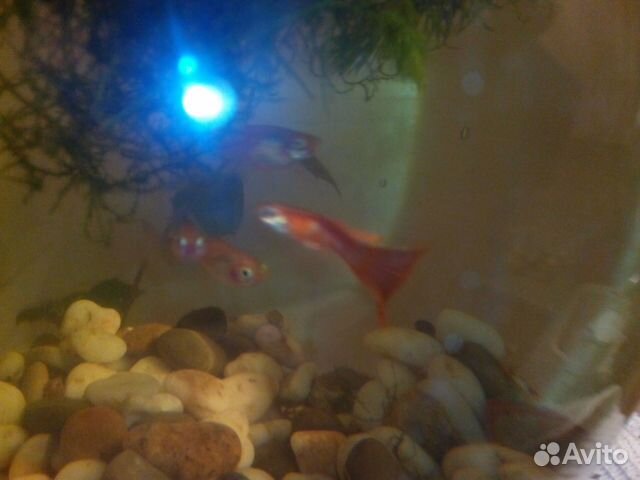Продам гуппи (самцы и самки