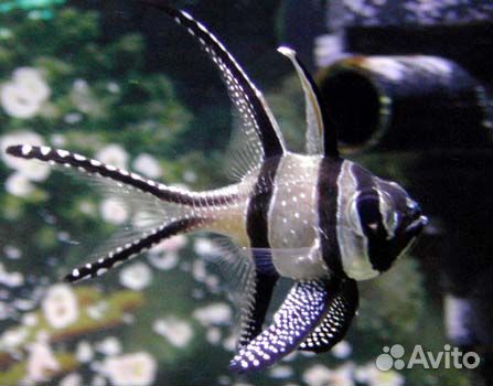 Тюлевый апогон Pterapogon kauderni