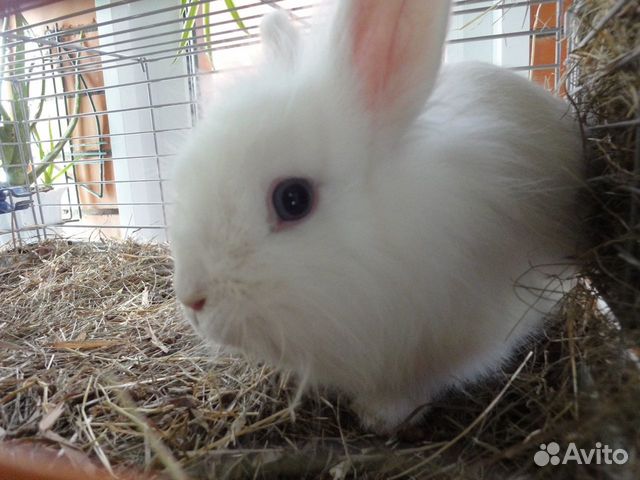 Крольчиха альбинос 1 год с клеткой (карликовая)