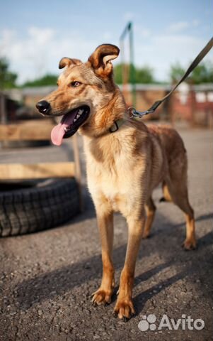 Диксон ищет хозяина. Приют Печатники