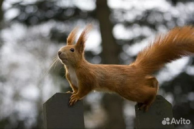 Белка европейская