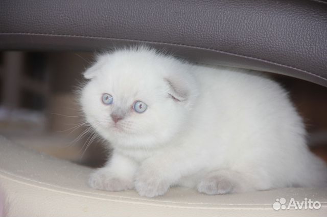 Шотландские котята,лиловый,шоколад,черный,рыжий,бе