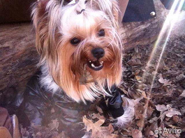 Йорк случка