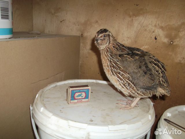 Перепела, яйцо