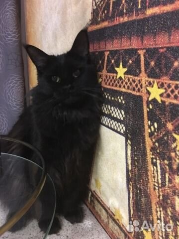 Мейнкун Красота требует