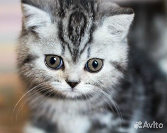 Британские котята