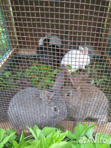 Крольчата мясных пород