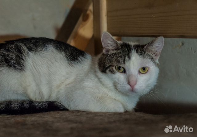 Молодой, обаятельный котик в поисках дома