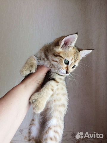 Котята от питомника Пиксибоб