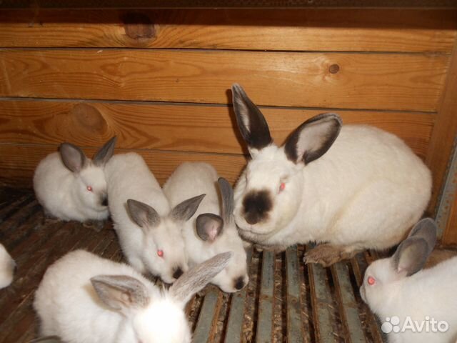 Калифорнийская самочка