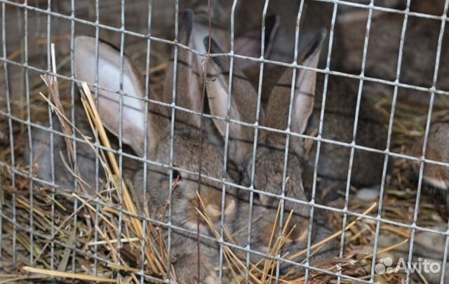 Крольчата Чистокровные Ризена и Фландра