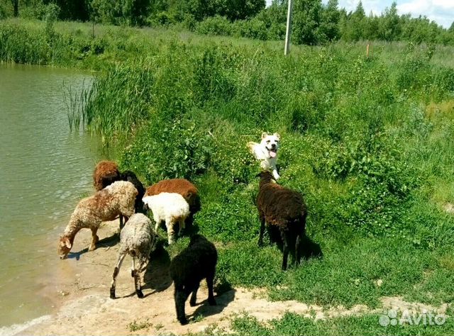 Барашки, овечки, овцы, бараны. На Курбан, Акику