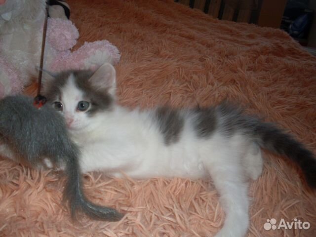 Кисонька мальчик в ласковые ручки