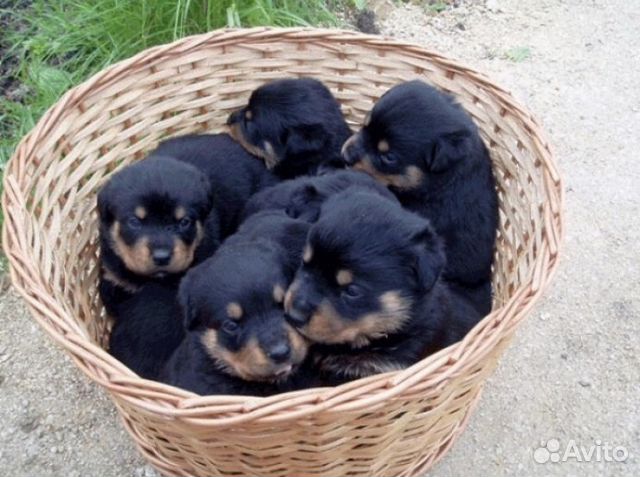 Щенки ротвейлера