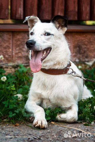 Собака-улыбака ищет хозяина :)
