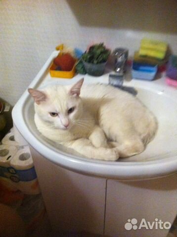 Отдам в хорошие руки белого кота
