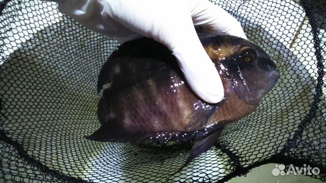 Заболевания рыб консультирую бесплатно