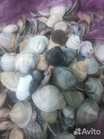 Ракушки в аквариум