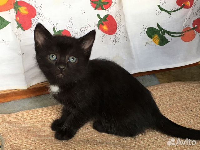 Плюшевые, чёрнобуристые котята в добрые руки
