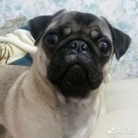 Ищем невесту