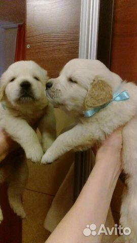 Золотистые Ретриверы с отличными породными данными
