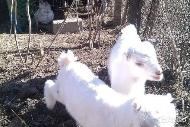 Продаются козлята породы ламанча