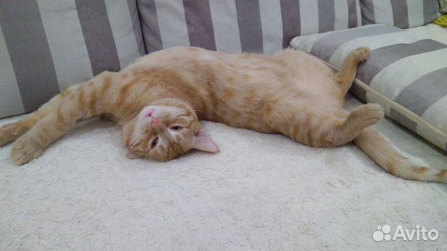 Рыжий котенок в дар 3.5 мес