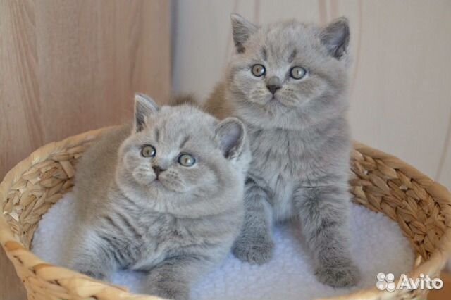 Чистые британцы