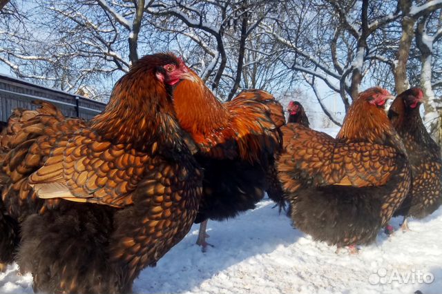 Кохинхин, орпингтоны, брама, петухи, куры, яицо