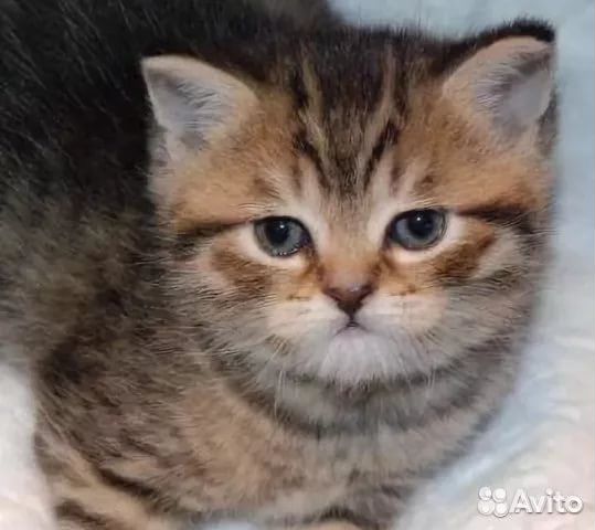 Шотландские золотые мишки