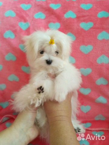 Щенки Мальтезе. РКФ