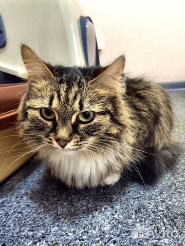 Кошечка Муся