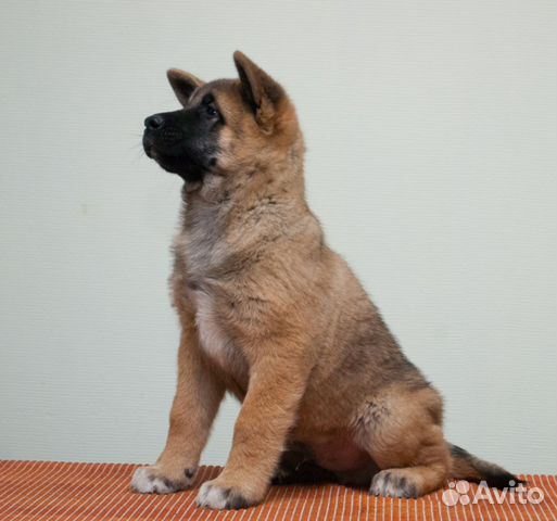 Щенки американской акиты