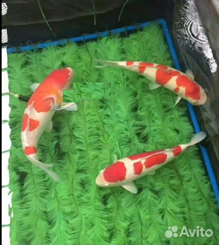 Субстрат для нереста