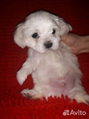 Белоснежные комочки