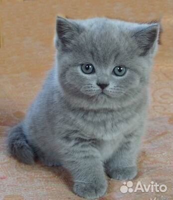 Британский котёнок -Маленький плюша голубой