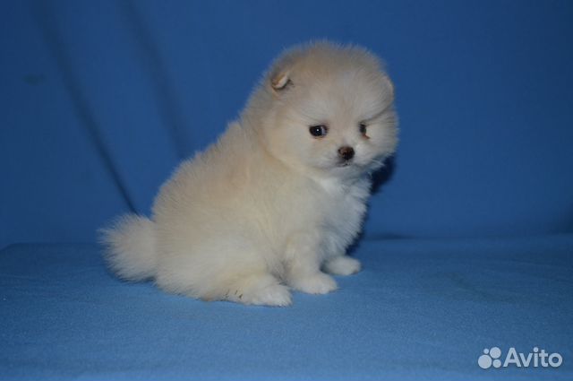 Мишки шпицики