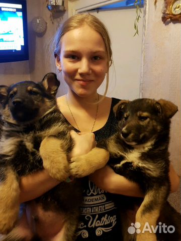 Кавказская овчарка