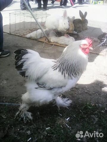 Яйца и цеплята от кур Брама