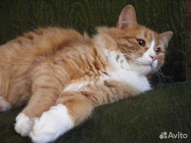 Гоша - не просто рыжий